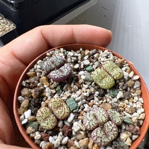 5-10-15pc Lithops Living Stones .rare Succulents.each Plant - Etsy