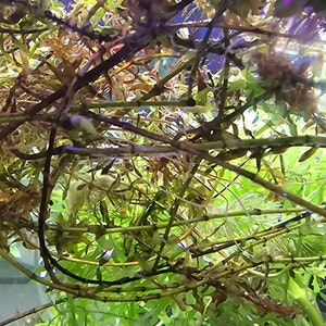 Carex Lurida Shallow Sedge Bareroot Wetland Restoration Live Plant ...