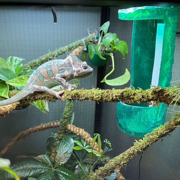 Naymars' Lizard-alley Cricket Feeder. Durable Made in the USA Chameleon ...