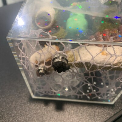 Spider Stuff Bioactive Enclosure Large 4x 4 X 8, Spider Enclosure ...