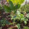 Lemon Guava Tree psidium Littorale 12 in Tall in 4 in Pot - Etsy
