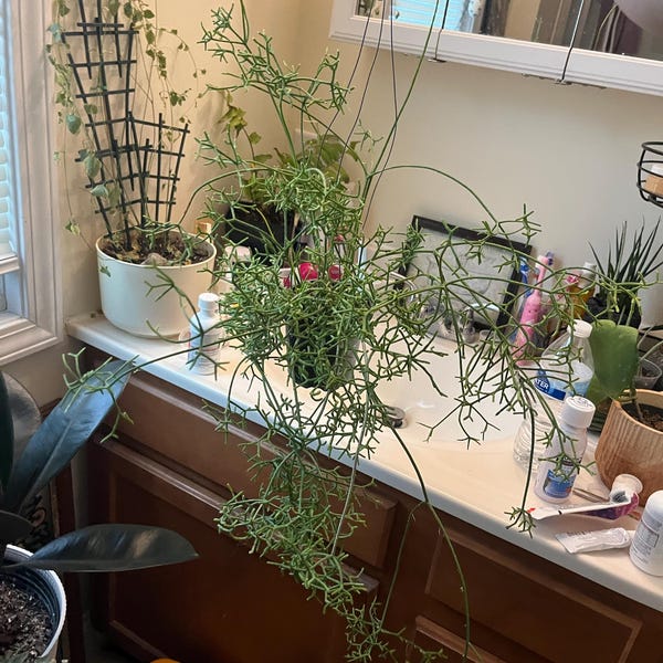 Rhipsalis Bacifera Ssp. Mauritiana “ferrari” 4 Unrooted Cuttings - Etsy