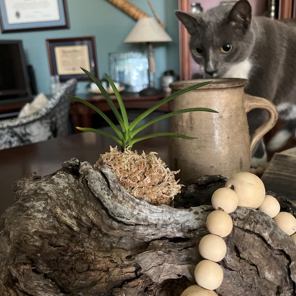 Neofinetia Falcata Fugaku 富嶽/orchid/vanda/fragrant/miniature/variegated ...