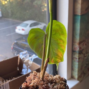 US Seller Philodendron Verrucosum Super 'mini' Red - Etsy