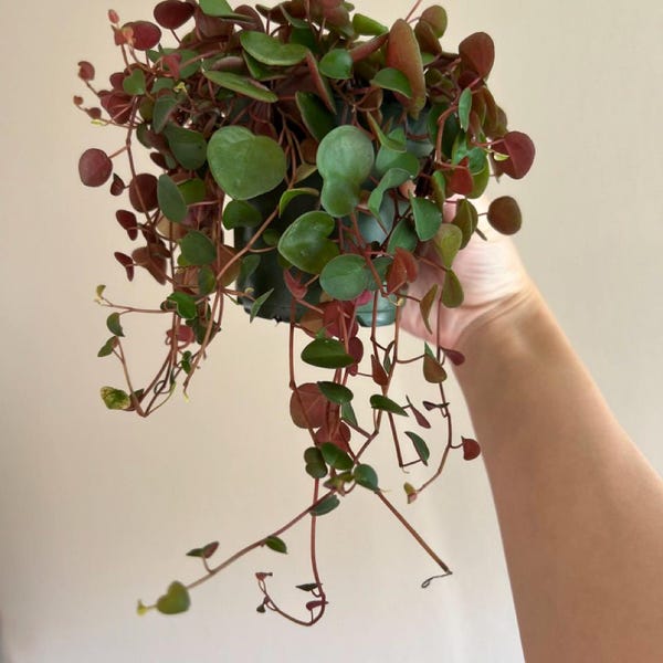 Peperomia Ruby Cascade - Etsy
