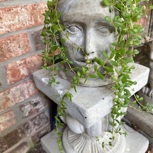 MEDUSA Planter Head, Original Hand Crafted, Water Drains Out of Her ...