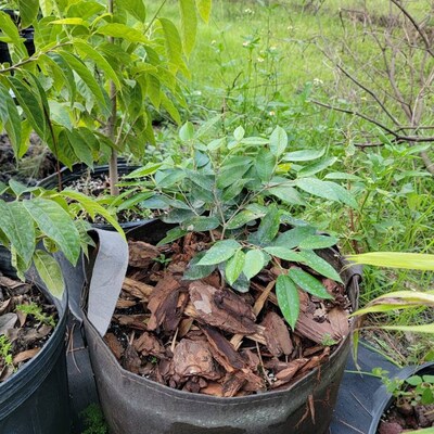 Marang Seeds Terap Artocarpus Odoratissimus Tropical Fruit Tree Seeds ...