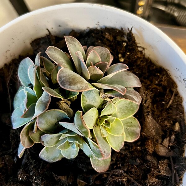 Rare Succulent - Crassula Tecta - Etsy
