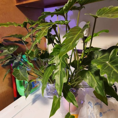 Double Pink Althea rose of Sharon 4 Cuttings to Root - Etsy