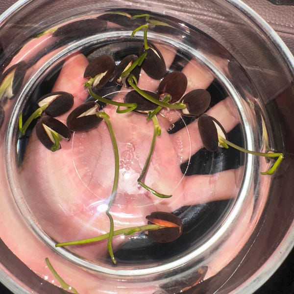 50pcs Pink Pooh Sunflower Seeds | Unique Pink Blooms | Non-gmo ...