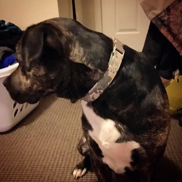 ACU Digital Camo Dog Collar by Swanky Pet - Etsy