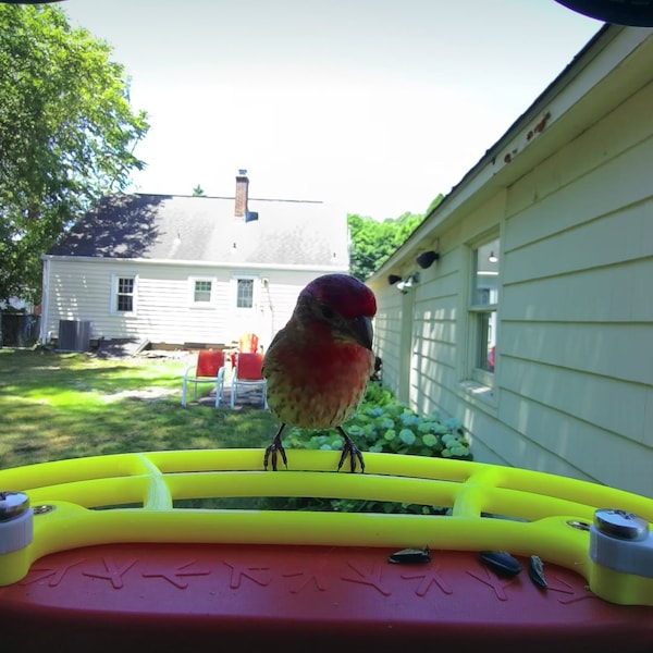 Deluxe Double Perch Add-on With Screw Mounts for Suet Ball & Bird Buddy ...