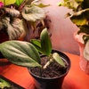 Rhaphidophora Decursiva “dragon Tail” Starter Plant (**transaction ...
