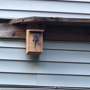 2 Cedar Bluebird Houses-hand Crafted, Rough Cut Cedar - Etsy