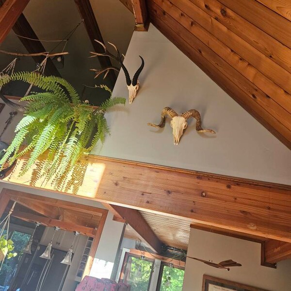 Glass Coffin Shelf Display - Etsy