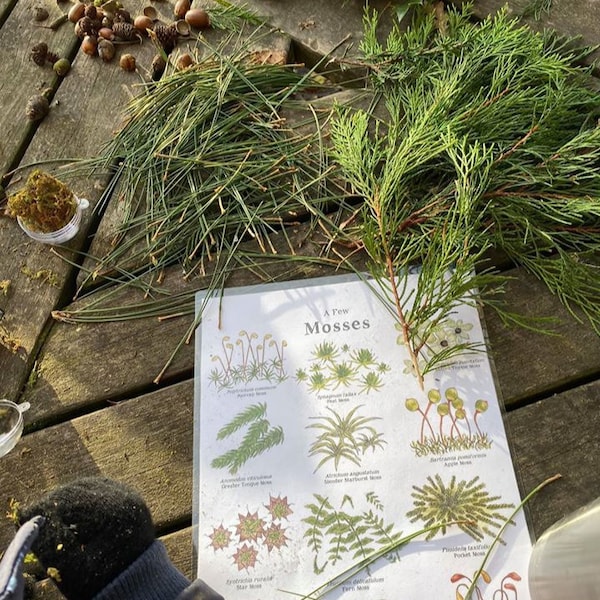 Lichens & Mosses Digital Bundle - Digital Print + Learning Cards ...