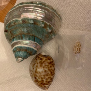 Fulgoraria Rupestris Volute Voluta Shell 4-1/2 - Etsy