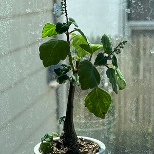 Bonsai Mint plectranthus Ernstii Caudex - Etsy