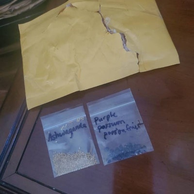 Spanish Needle Seeds - Etsy