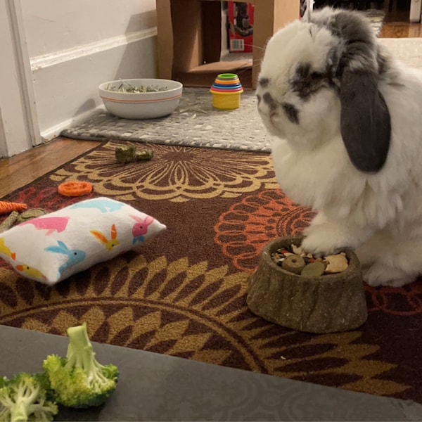 Bunny Toss Pillow Toy, Small Pet Toy, Rabbit Enrichment Toy, Mental ...