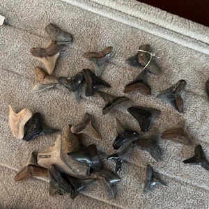 Make Yer Own Shark Art Kit Reef Shark | Etsy