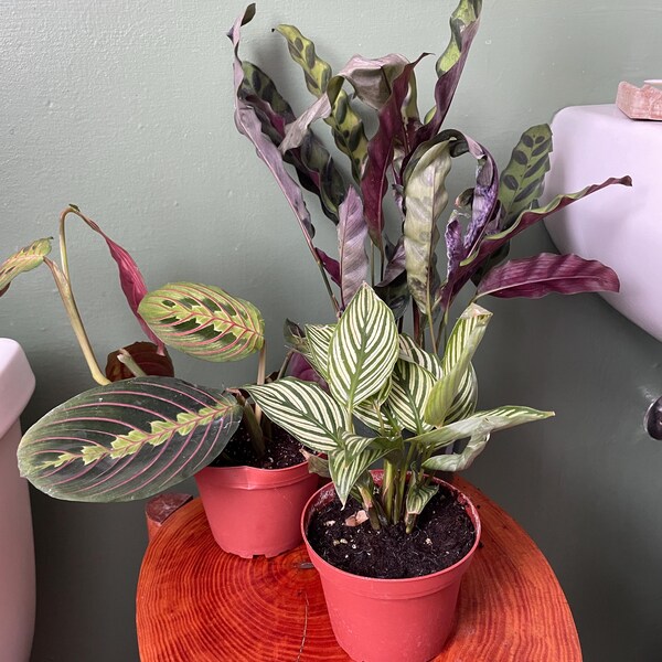 Elliot Planter Speckled Ombré Ceramic Pot in Multiple Sizes - Etsy