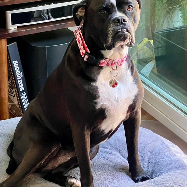 Oreo Dog Tag, Cookie, Oreo Dog Id Tag, Cookies, Cookie Dog Tag, Metal ...