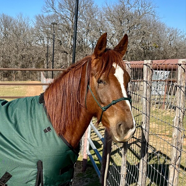 4-knot Rope Halter Only - Assorted Colors - Newborn/foal/mini/yearling ...