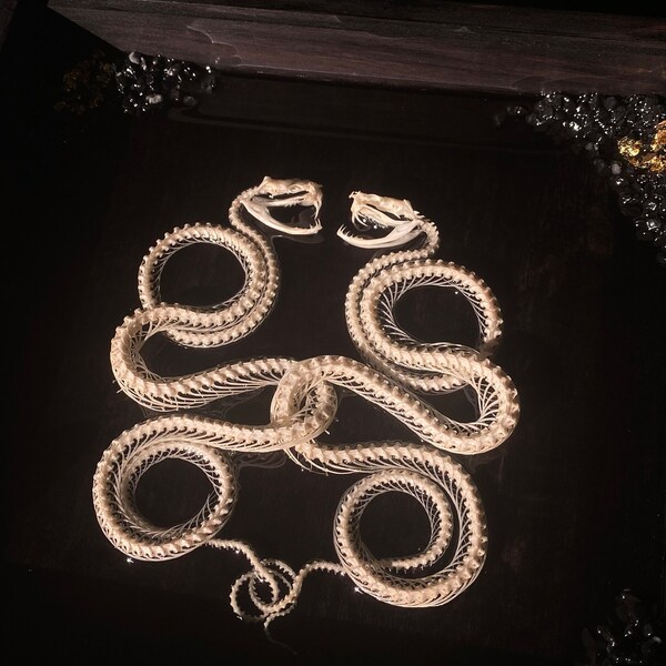 Real Snake Skeleton, Caduceus Snake Skull Taxidermy, Ouroboros Snake - Etsy