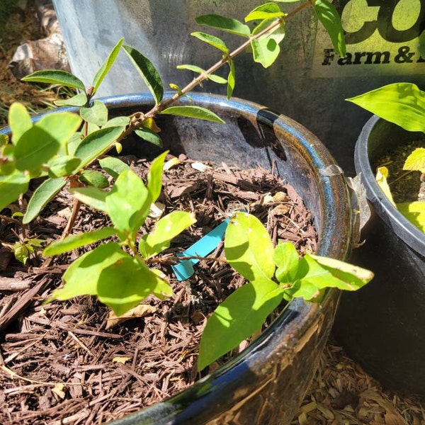 5 Surecrop June Bearing Live Strawberry Roots. Zones 5-8. - Etsy