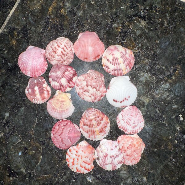 White Seashell Mix, Wedding Decor, Beach Decor, Home Decor, Vase Filler ...