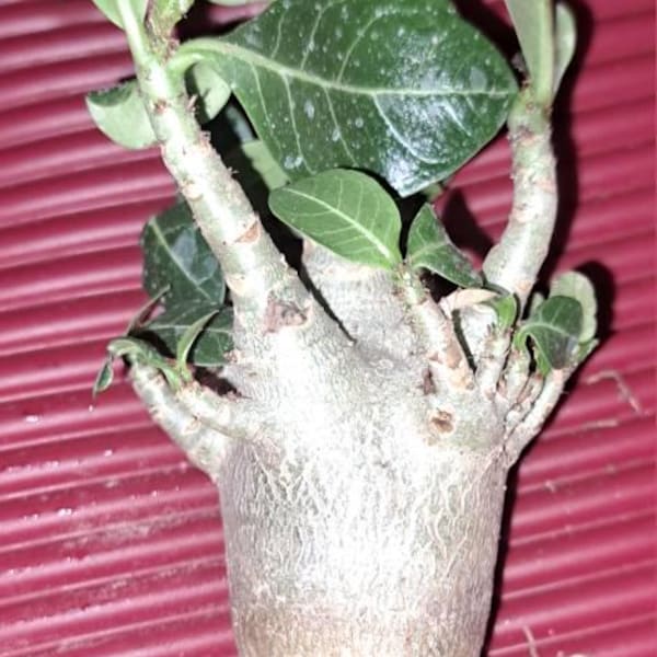 Rare Adenium Godzilla Caudex, Succulent for Your Collection - Etsy