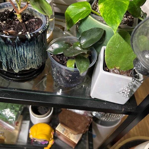 Philodendron White Princess #2 Starter Plant (ALL STARTER PLANTS ...