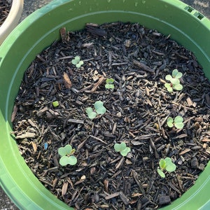 Purple Tree Collards 4 Rooted Plants Perennials - Etsy