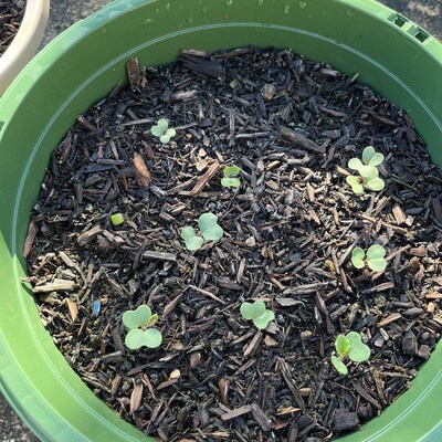 Purple Tree Collards 4 Rooted Plants Perennials - Etsy