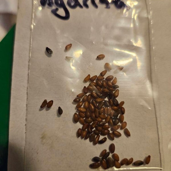 Seeds. Wax Myrtle (myrica Cerifera) - Etsy