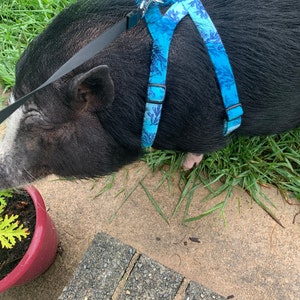Flannel Mini Pig Harness You Choose Fabric - Etsy