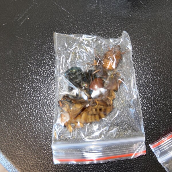 Beautiful Real Moth Specimens Unspread Insect Bug Taxidermy Craft-ready ...