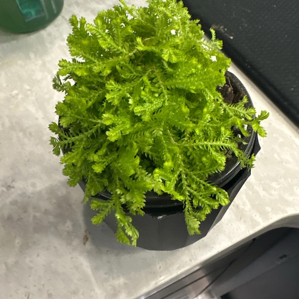 Golden Club Moss Fern Plant Live Lime Green Fern Spike Moss ...
