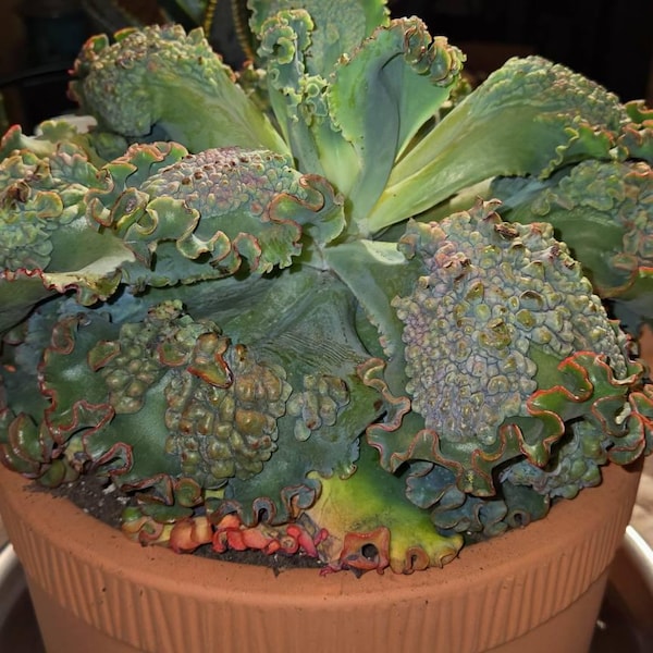 Echeveria Sea Dragon, 10", Curly Succulent, Rare Succulent, Succulent ...