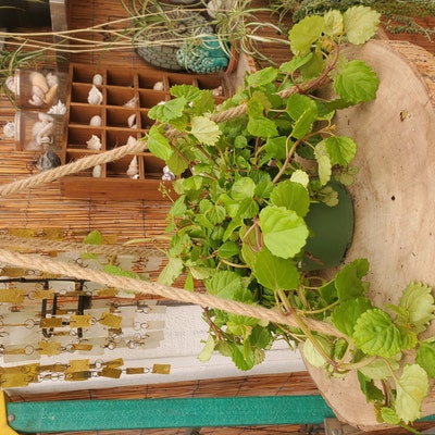 XL 6 Inch Potted A-glossy Green Creeping Charlie Vine Indoors/outdoors ...