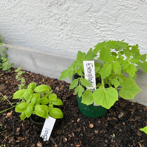 Grancy Greybeard, White Fringe Tree, Chionanthus Virginicus 13+ Seeds ...