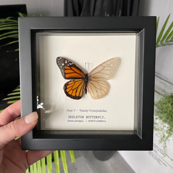 Real Monarch Butterfly Skeleton Science Oddity Curiosity - Etsy