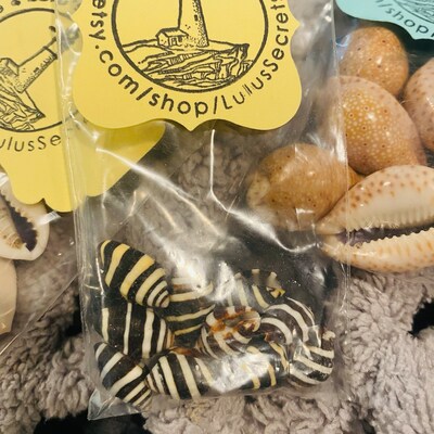 Bumble Bee Shell, Bee Hive Shells, Engina Mendicarea 1/4-1/2 10 Pieces ...