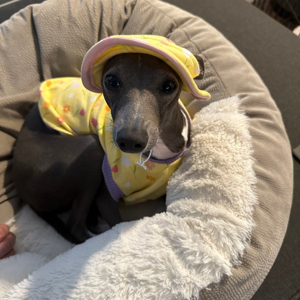 Italian Greyhound Sun Hats & Matching Tops - Etsy