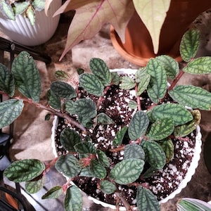 Trailing Watermelon Begonia (pellionia Pulchra, Potted Plant, Ships ...