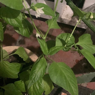 Premium Swamp Rose Mallow Flower Seeds Gorgeous Stunning - Etsy