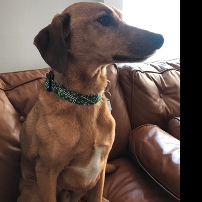 Green Paisley Dog Collar, Bandana Print Dog Collar, Designer Dog ...