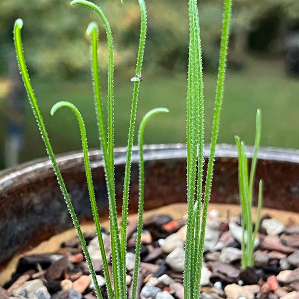 Rare Succulents Albuca Concordiana, Ornithogalum Concodianum - Etsy