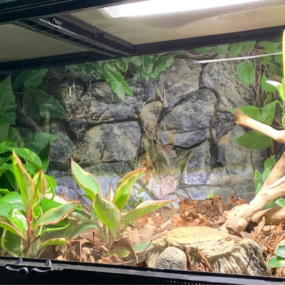 Aquarium / Terrarium Background / Rocky With Plants - Etsy